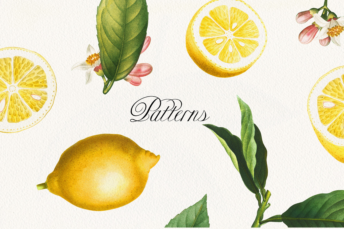 Vintage Lemon Graphic Collection, a Decorative Illustration by Olga ...