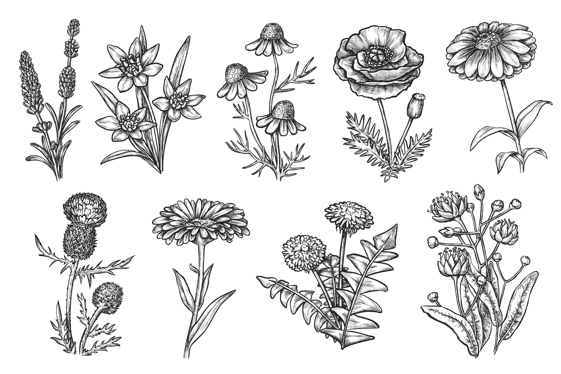 Wild flower sketch set isolated on | Illustrations ~ Creative Market