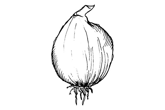 Onion bow sketch line art vector, a Decorative Illustration by Art By ...