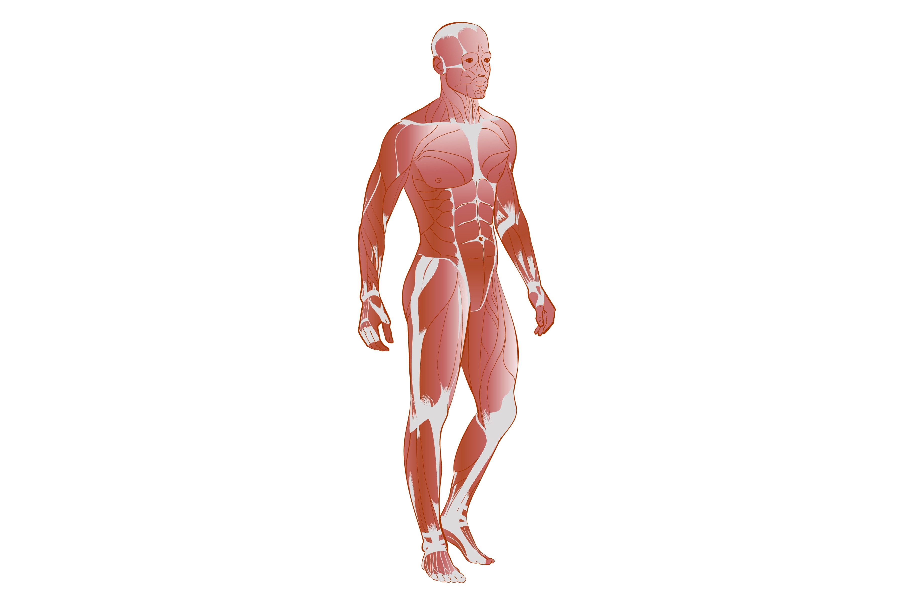 The illustration Human Body Systems, an Education Illustration by ...