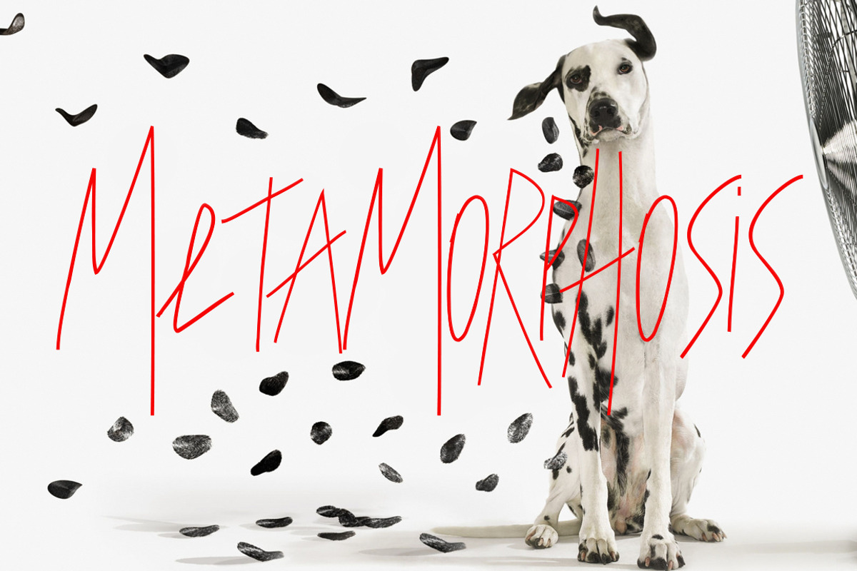 Metamorphosis Font, a Script Font by Solace