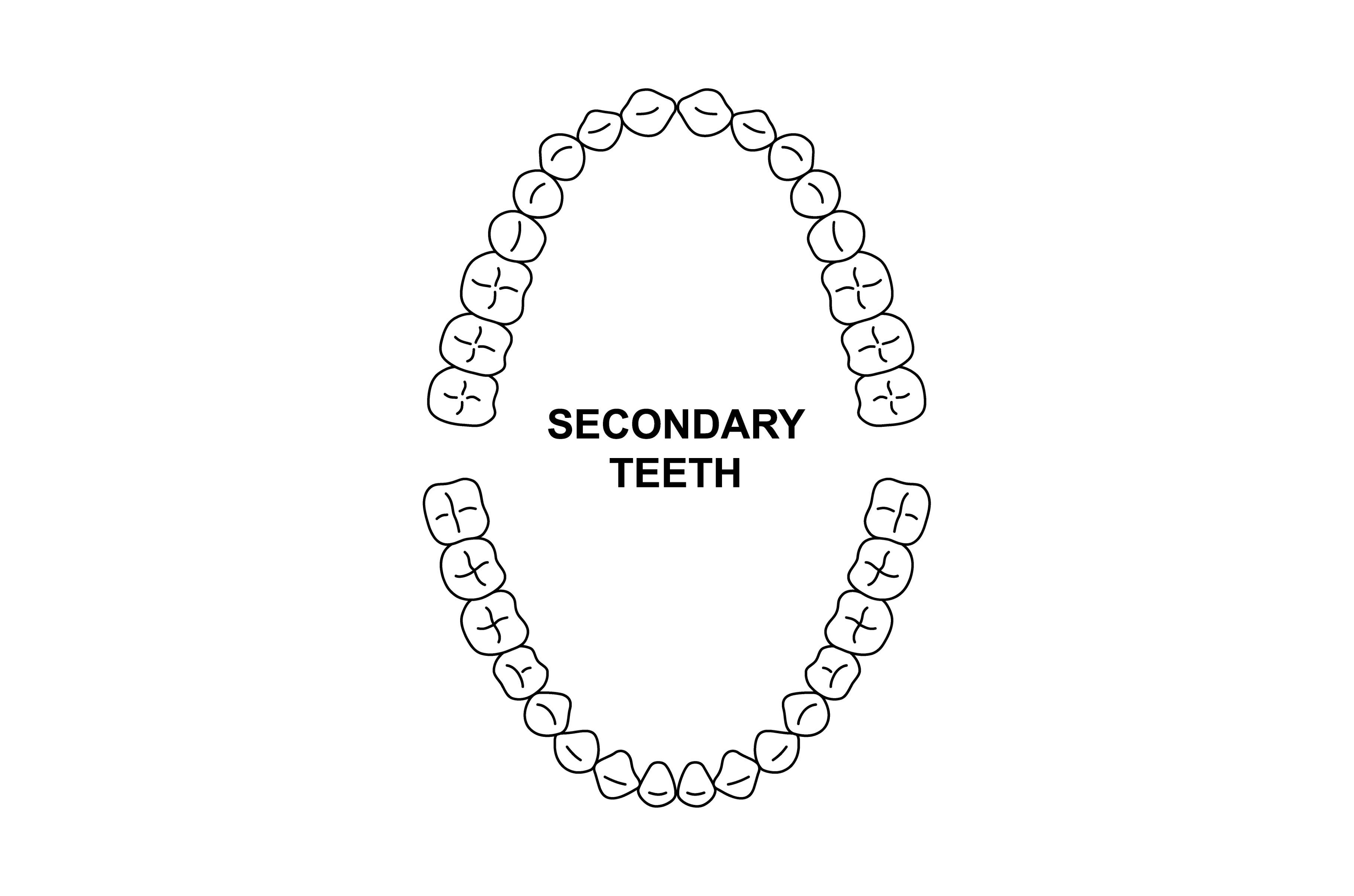 Secondary teeth dentition anatomy | Education Illustrations ~ Creative ...