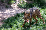 Adult male wolf scrunching, an Animal Photo by ramoncarretero