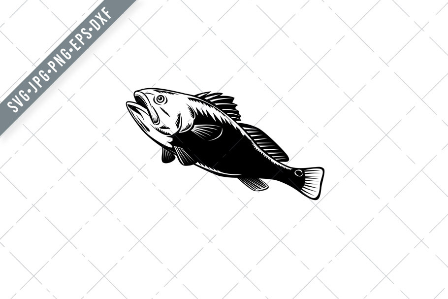 Red Drum Spottail Bass Redfish SVG, an Illustration by patrimonio