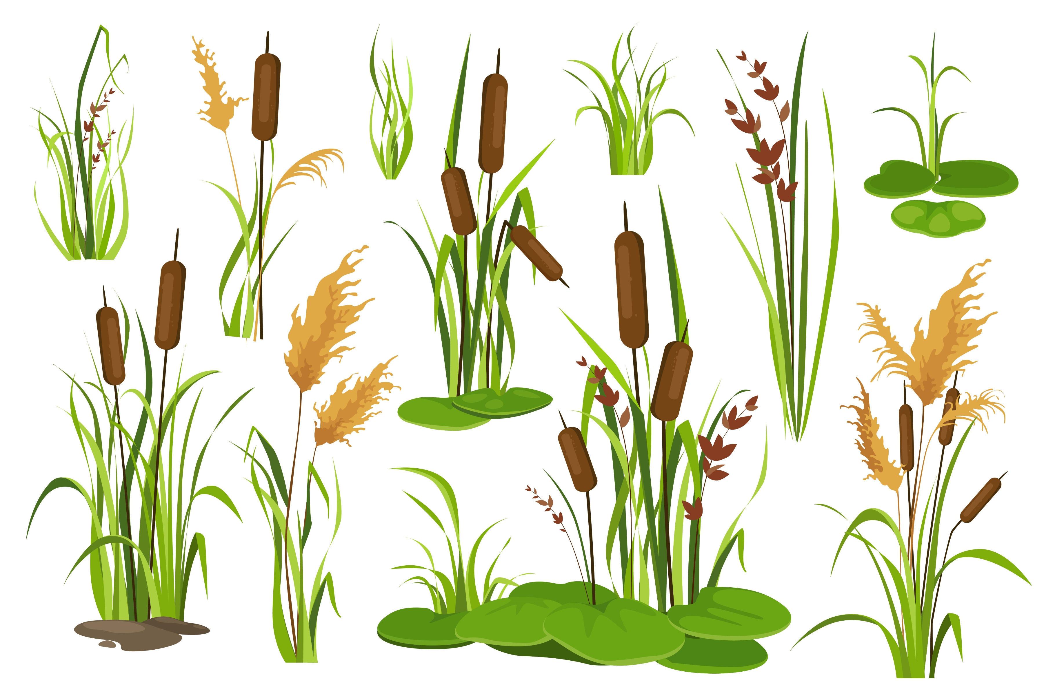 Bulrush and Water Plants Set | Decorative Illustrations ~ Creative Market