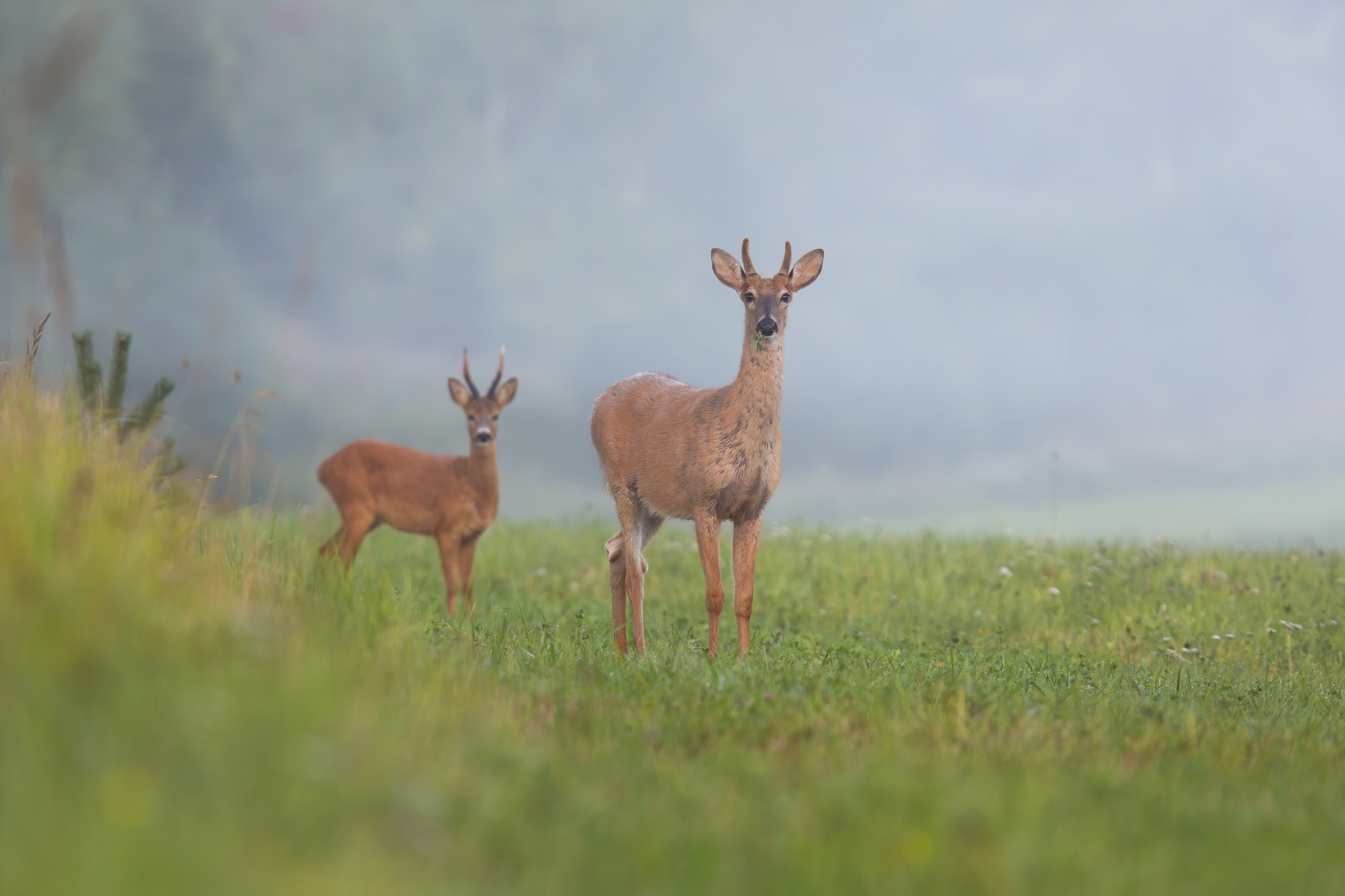 White-tailed deer stag and roe deer, an Animal Photo by WildMedia
