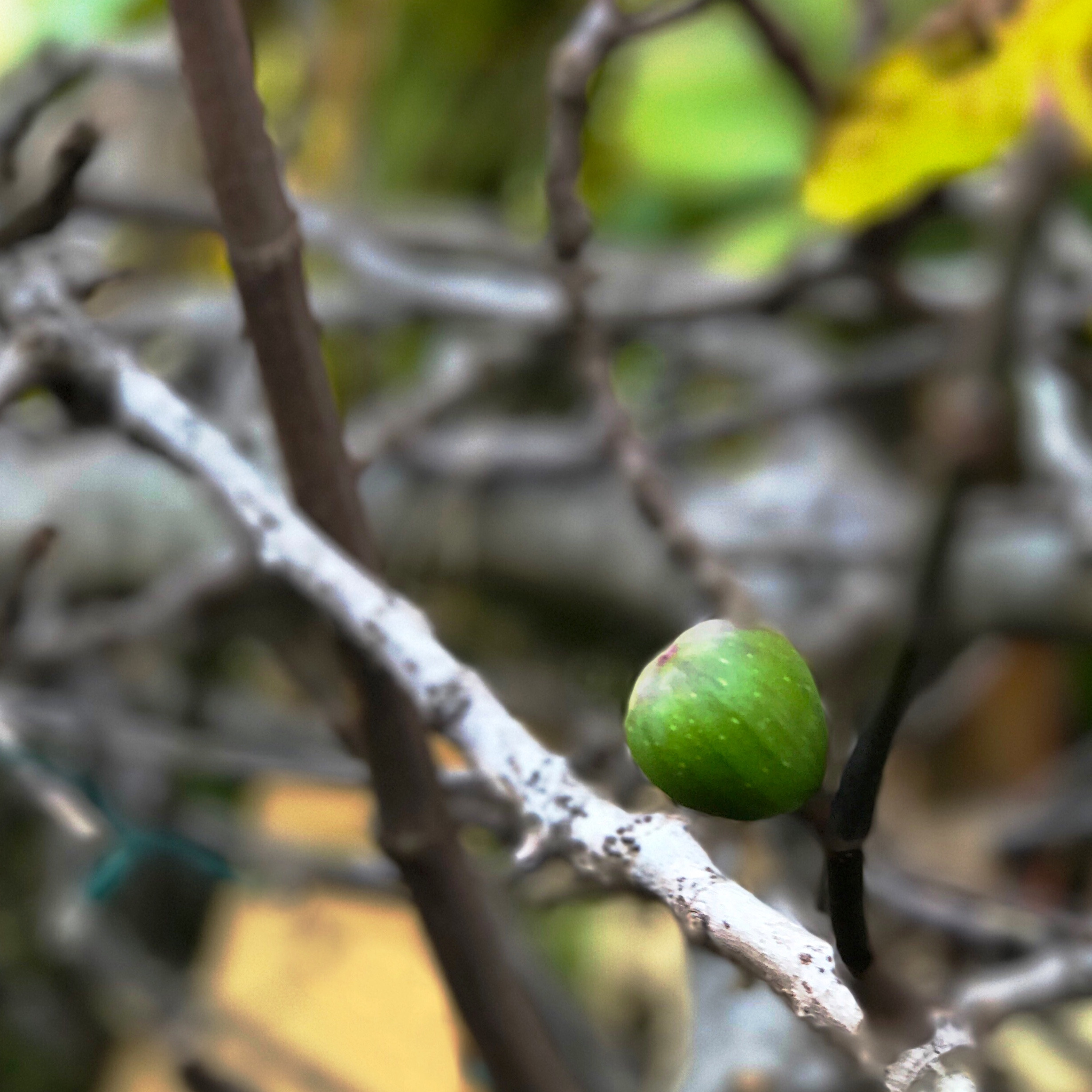 Fig tree featuring fig, backgrounds, and fig tree, a Food & Drink Photo ...