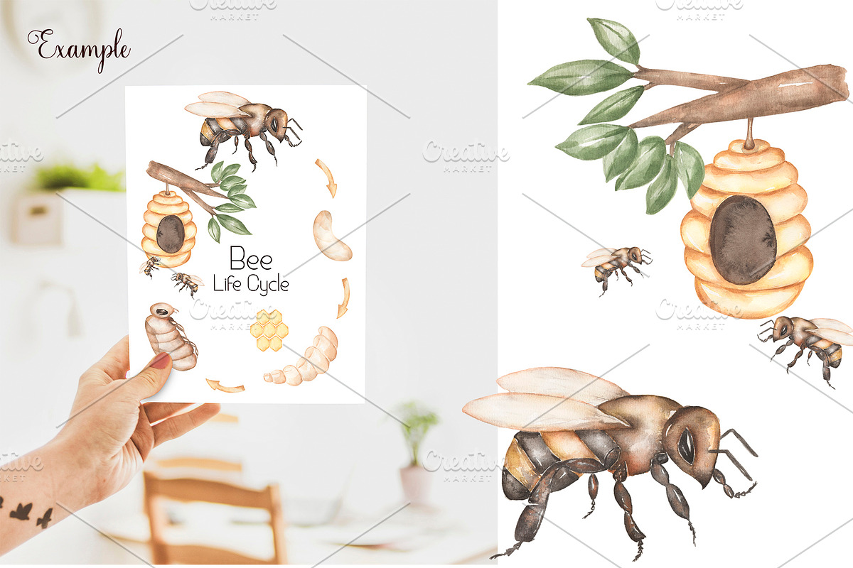 Watercolor Life Cycle Bundle, an Education Illustration by MayaNavits