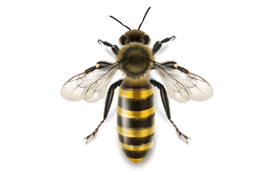 Vector Realistic Bee, an Object Graphic by Zonda | Creative Market