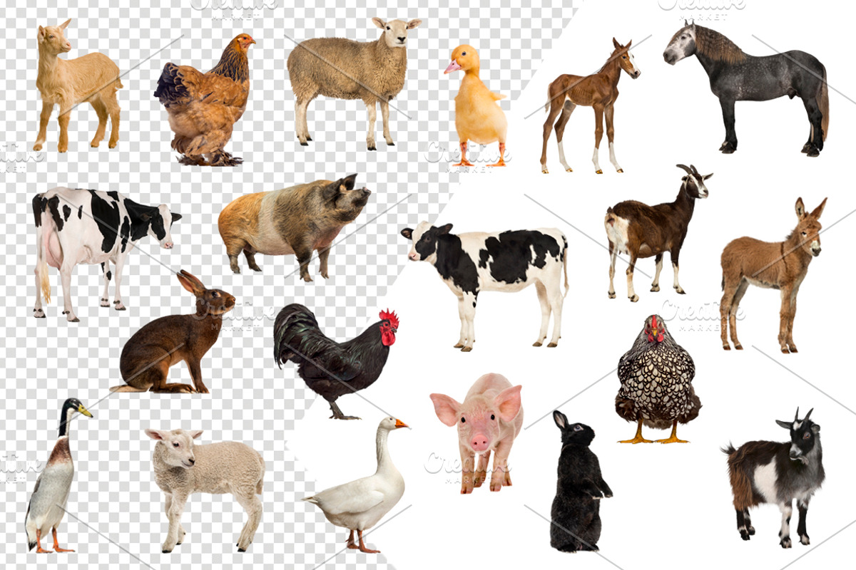 20 Farm Animals - Cut-out Pictures, an Object Graphic by Life on White