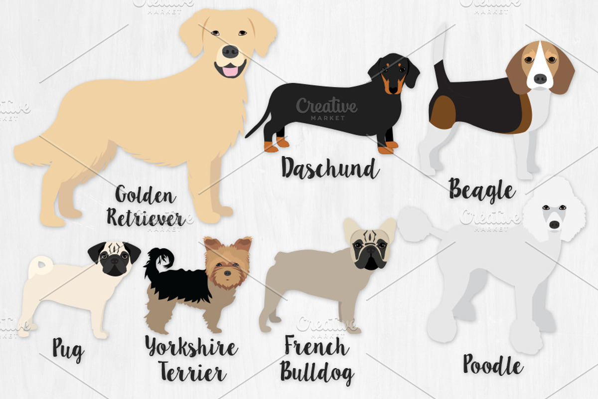 Popular Dog Breeds - Revised, an Animal Illustration by VizualStorm