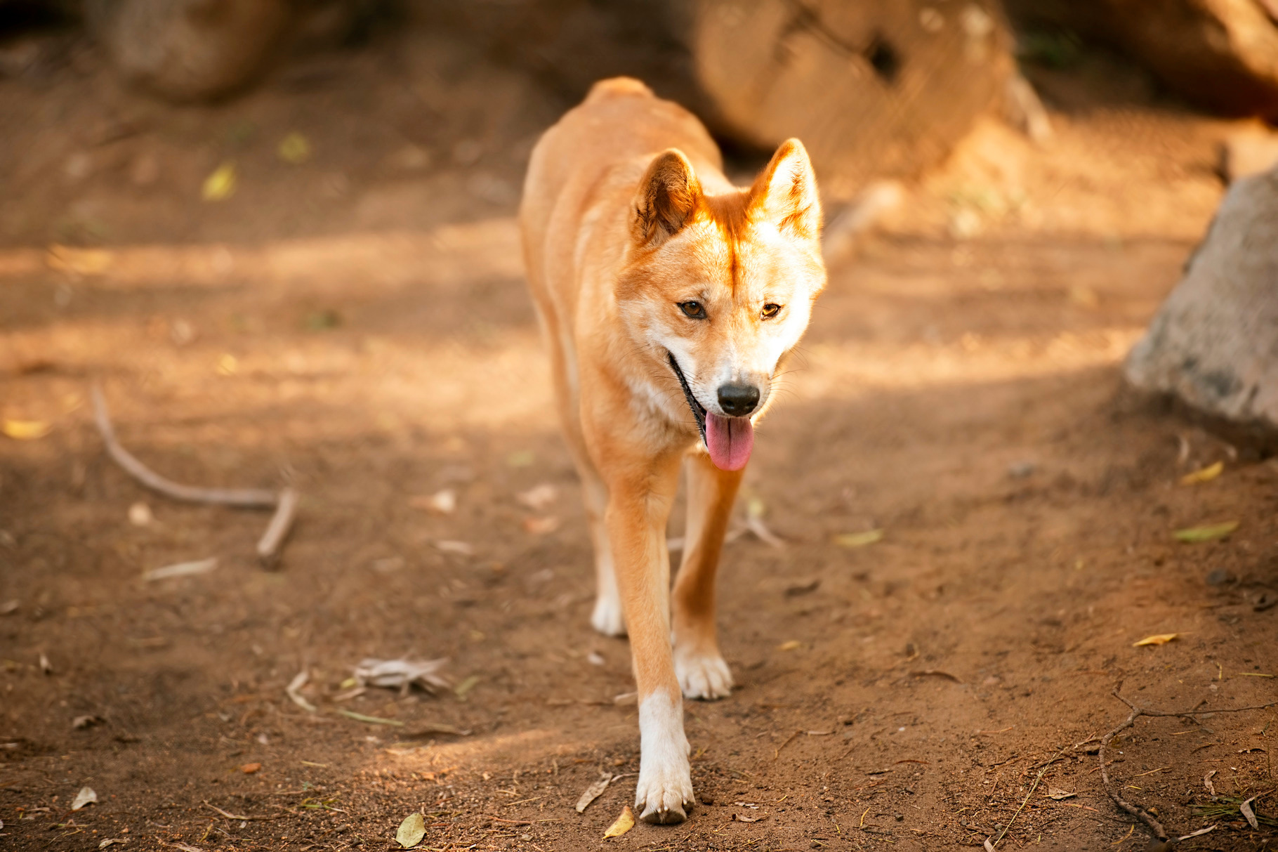 Australian dingo featuring dingo, australian, and australia, an Animal ...