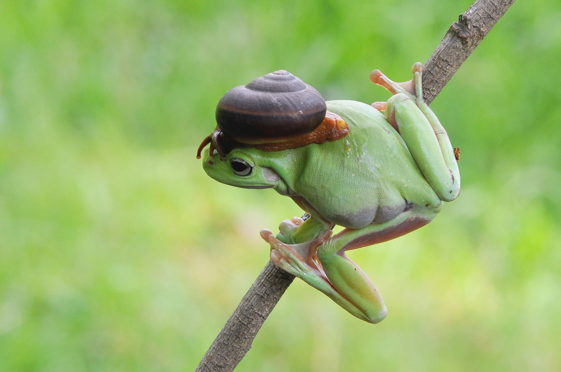 Frog with snail containing frog with snail, dumpy frog, and frogs, an ...