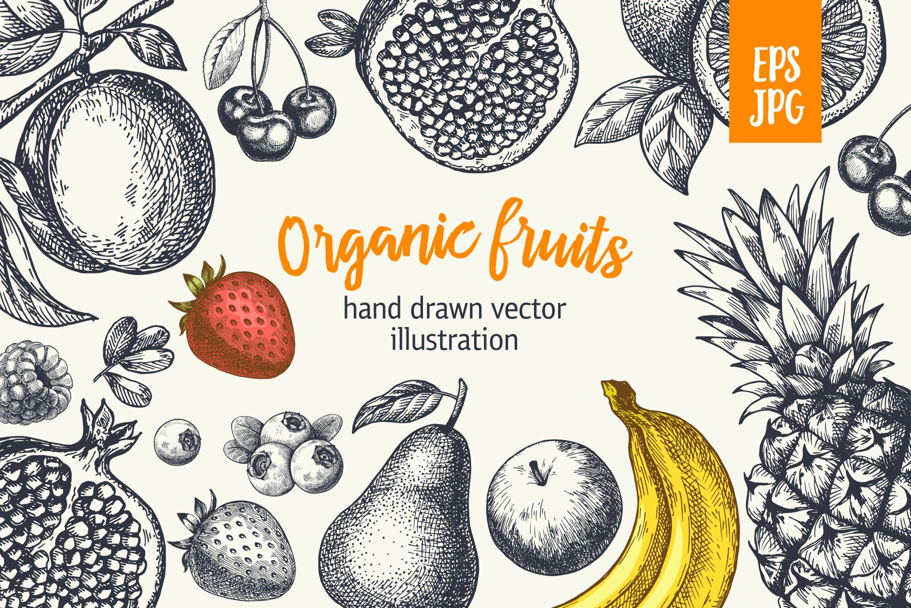 Fruits. Hand drawn collection., a Food Illustration by natadanko