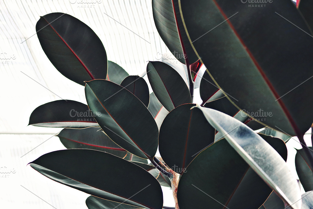 Tropic | Tropical Green Photo Bundle, a Nature Photo by MDSN Design ...