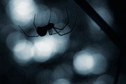 Spider on halloween night featuring spider, scary, and arachnid, a ...