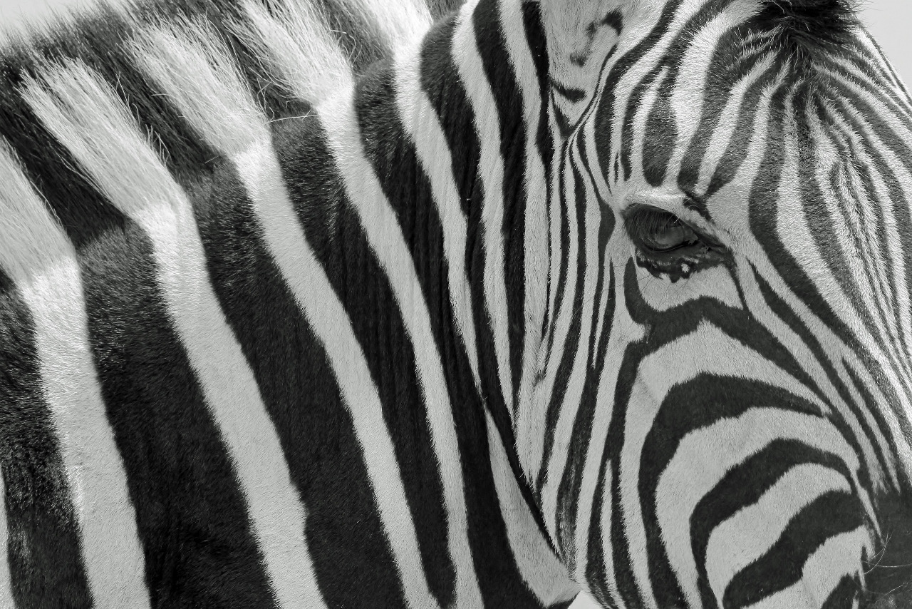 Zebra - Icon of Stripes and Lines, an Animal Photo by Wildlife Wonder