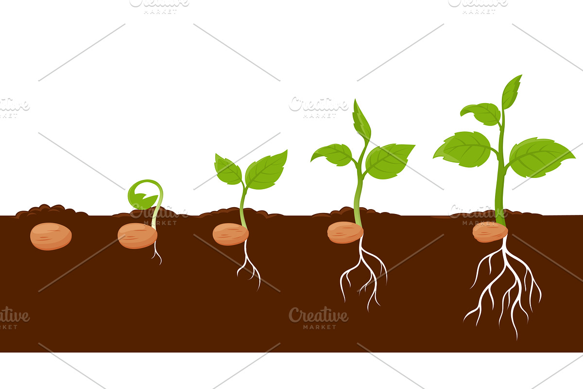 Plant growth stages, grow cycle, a Work Illustration by Buch&Bee