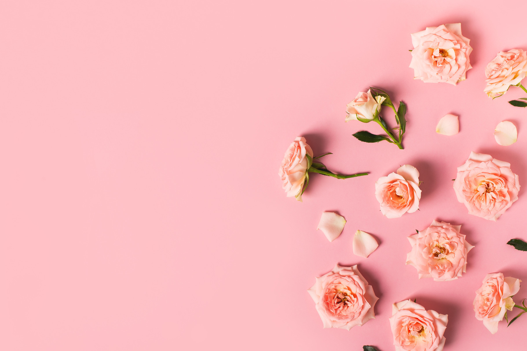 Rose flowers layout with petal and l | Beauty & Fashion Stock Photos ...