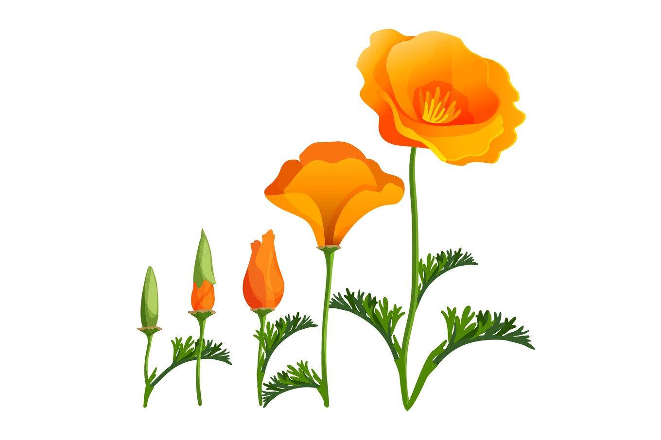 Poppy ascending order or stages of growth. Vector realistic ...