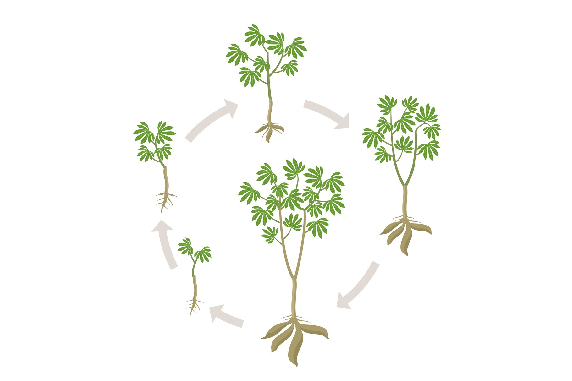 Cassava plant round growth stages, an Illustration by Ilia Design