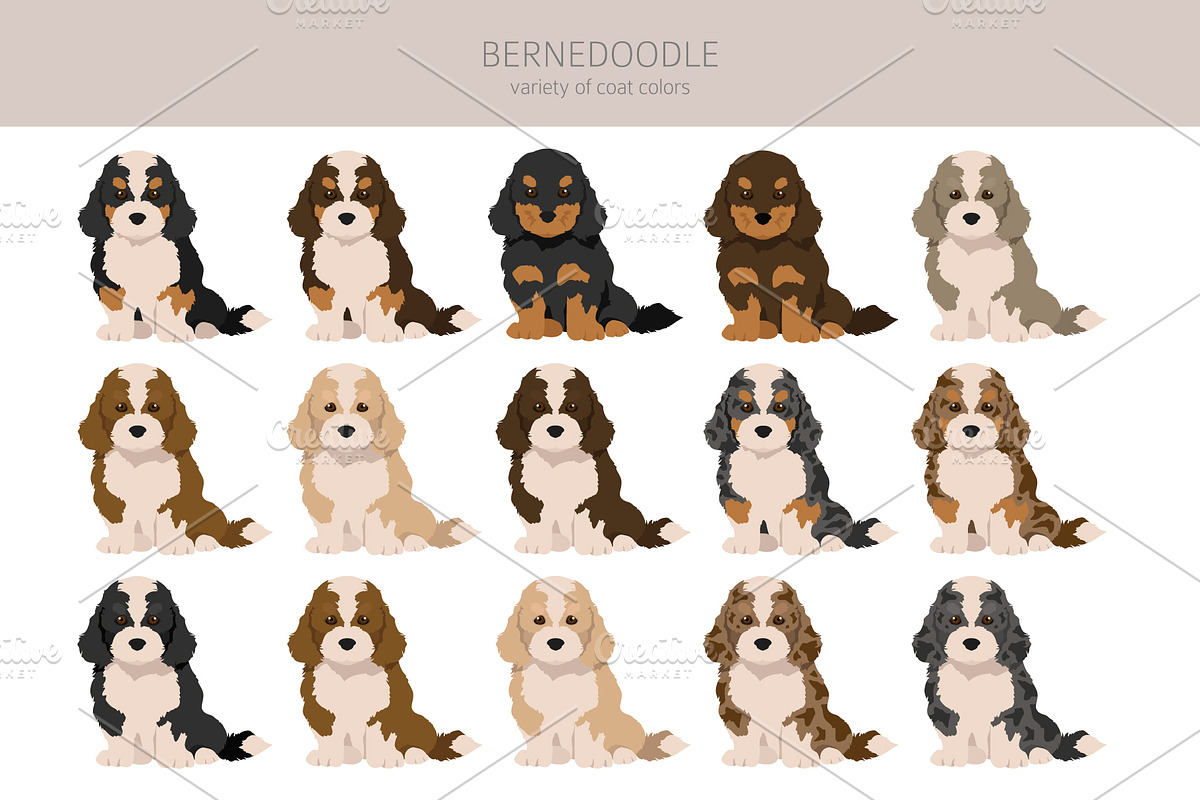 Bernedoodle clipart