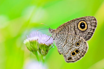 Rose Swallowtail Butterfly, an Animal Photo by yongkiet jitwattanatam