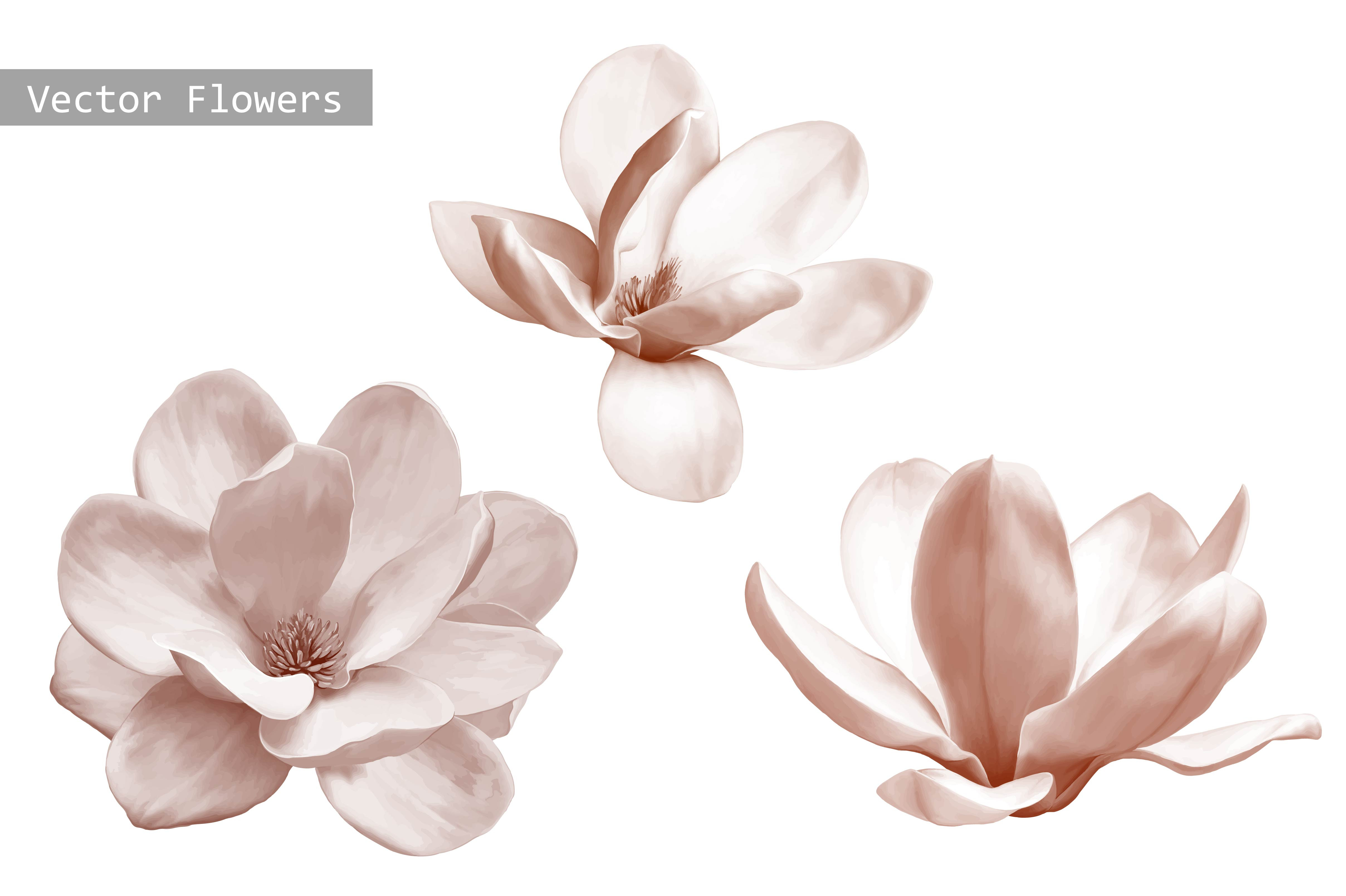 Set of Magnolia Flowers. Vector, an Object Graphic by Art Nature ...