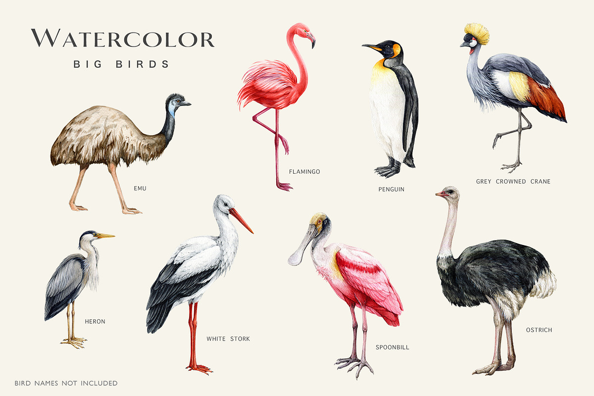 Watercolor Painted Birds PNG Image Set