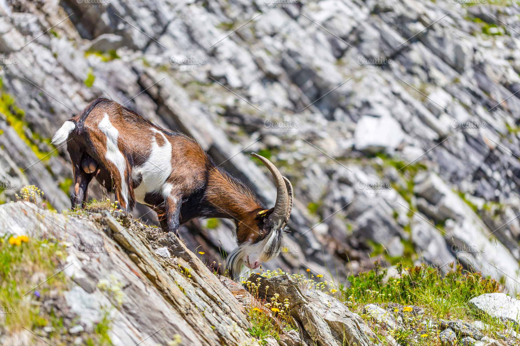 Alps goat containing goat, mountain, and animal, an Animal Photo by ...