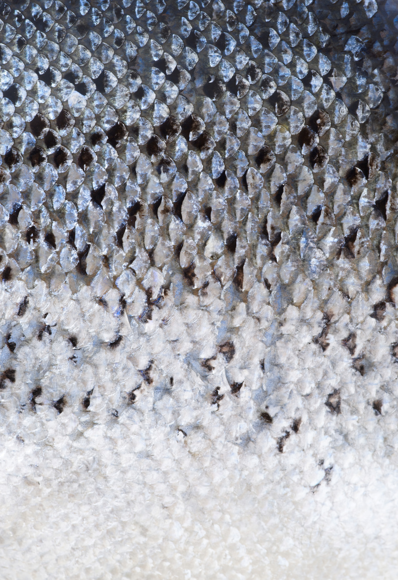 Salmon scales texture, a Nature Photo by Theo's Stuff
