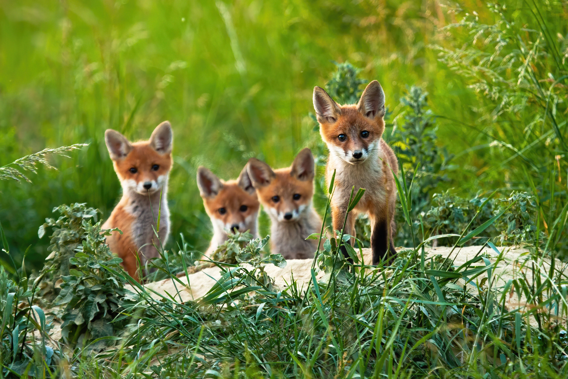 Beautiful portrait of four red fox | Animal Stock Photos ~ Creative Market