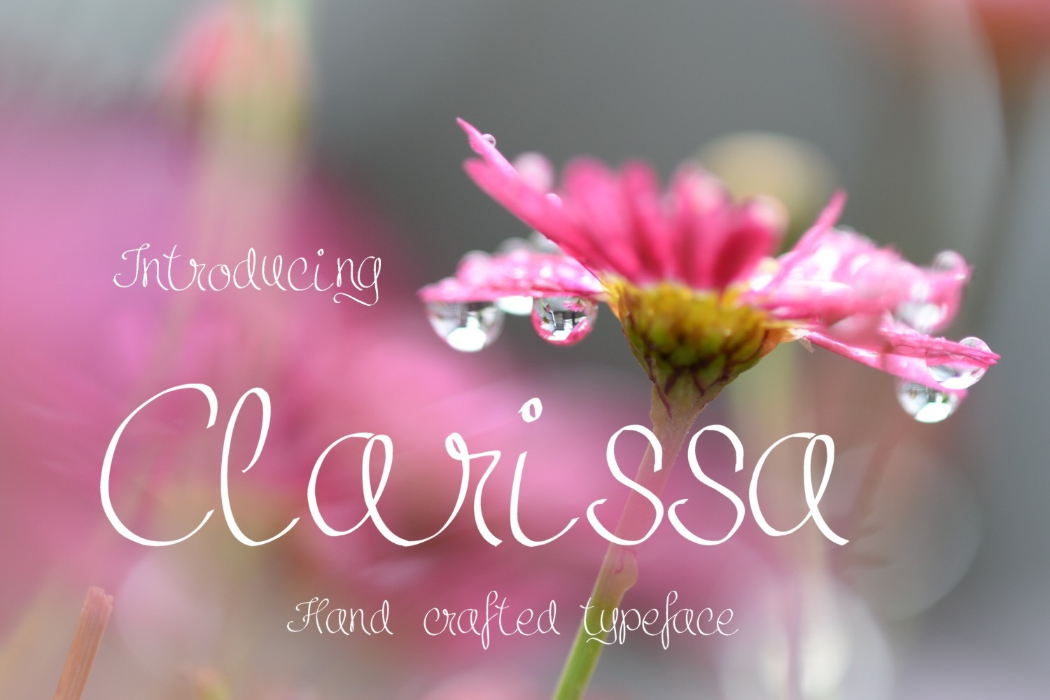 Clarissa Font, a Script Font by Digital Typeface Studio