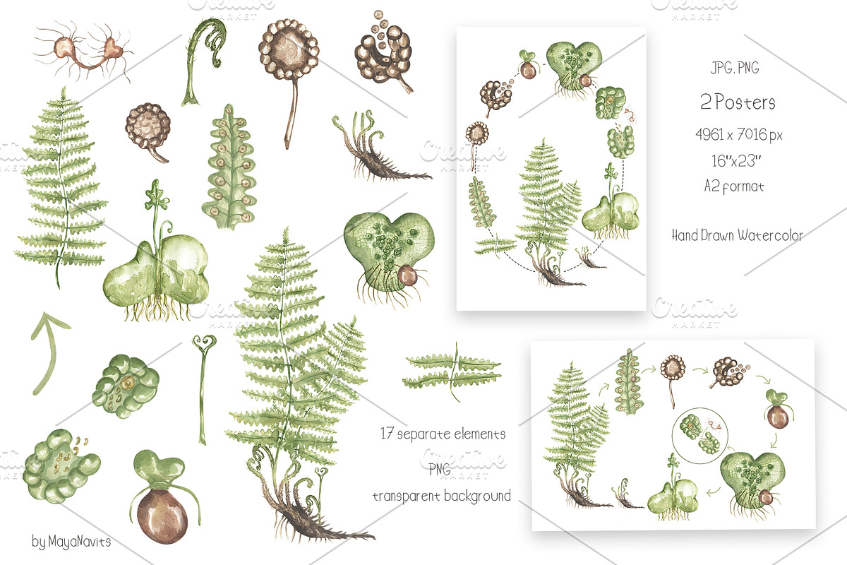 Watercolor Life Cycle Collection, an Education Illustration by MayaNavits
