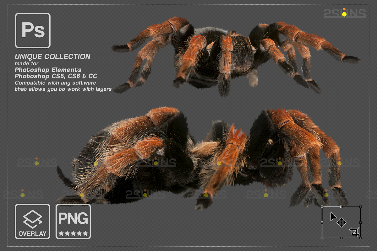 Spider Photoshop overlays