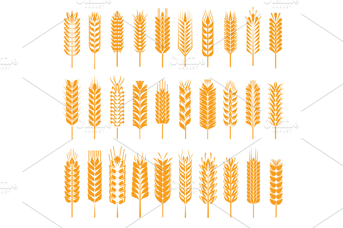Wheat, rye, barley rice millet icons, a Food Illustration by Vector ...