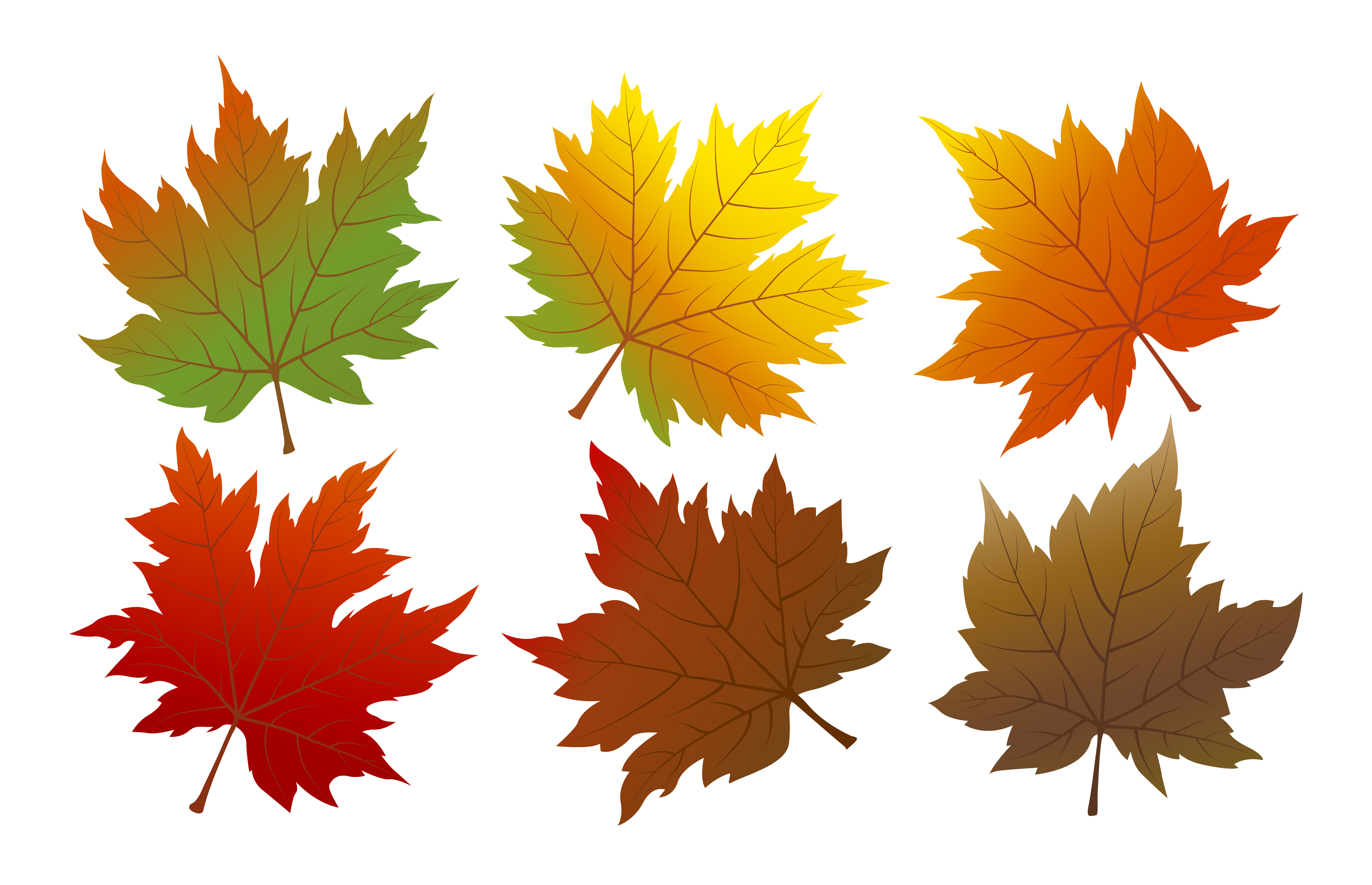 Vector autumn maple leaves | Seasonal Illustrations ~ Creative Market
