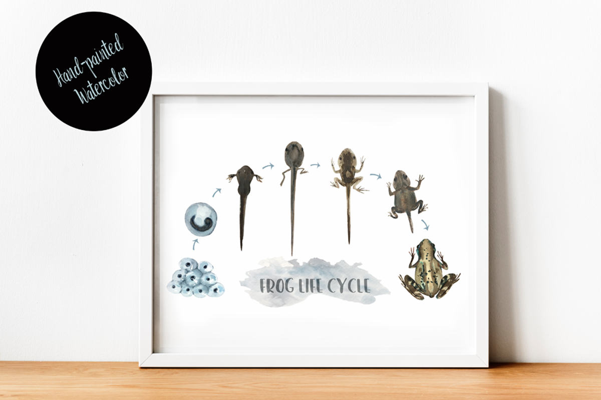 Watercolor Frog Life Cycle Clip Art, an Animal Illustration by Tati Bordiu