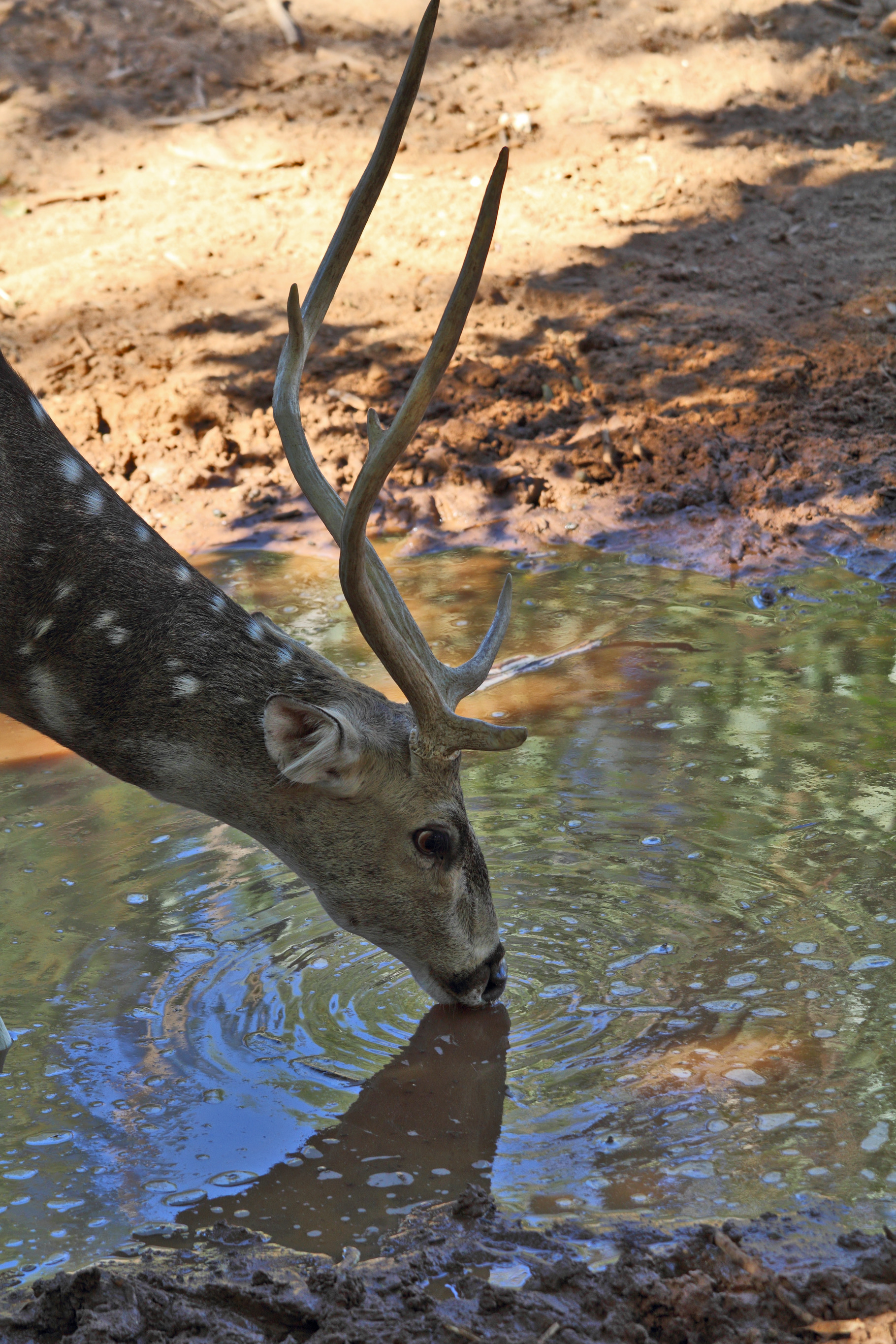 Magnificent animals in the Israeli zoo, a Photo by kavram