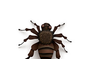 Detailed realistic spider, an Object Graphic by BestPics