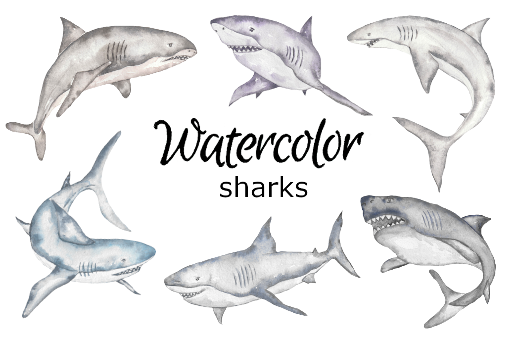 Shark watercolor clipart, a Background Graphic by GoodFairyClipArt ...