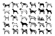 Engraved Dog Breeds Vector Pack, an Illustration by Andres M Rodriguez