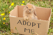 Little bunny in adoption, an Animal Photo by Ernesto Solla