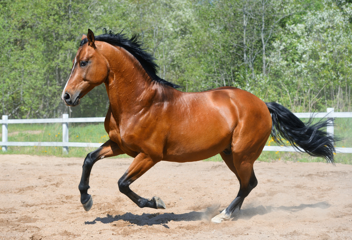 Bay horse of ukrainian riding breed featuring active, animal, and arena ...