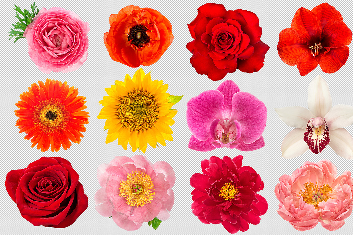 Single flower head PNG
