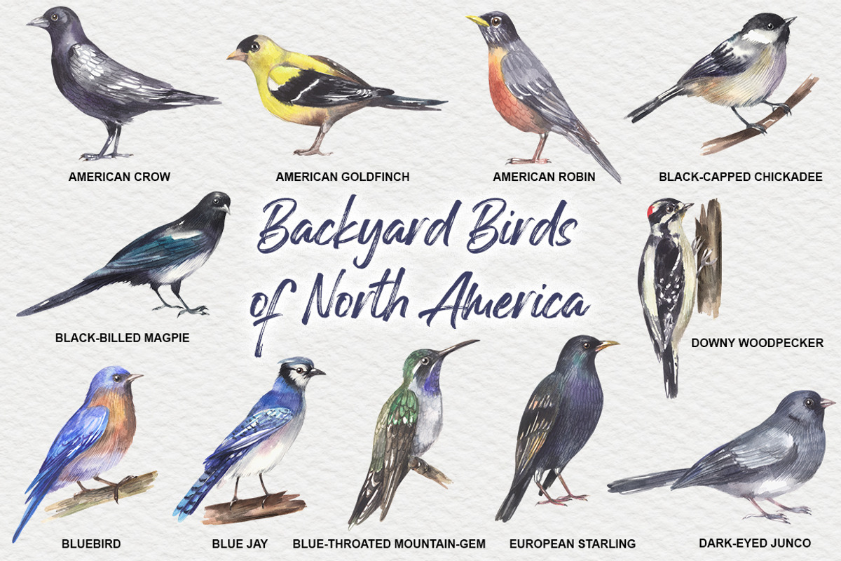 Backyard Birds of North America, an Animal Illustration by FITALARTSNEDIGI