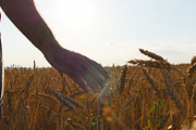 Male hand moving over wheat growing on the field field of ripe grain ...
