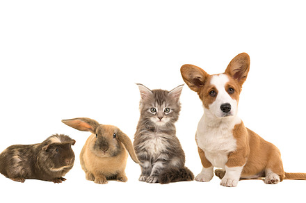 Group of different kind of pets | Animal Stock Photos ~ Creative Market