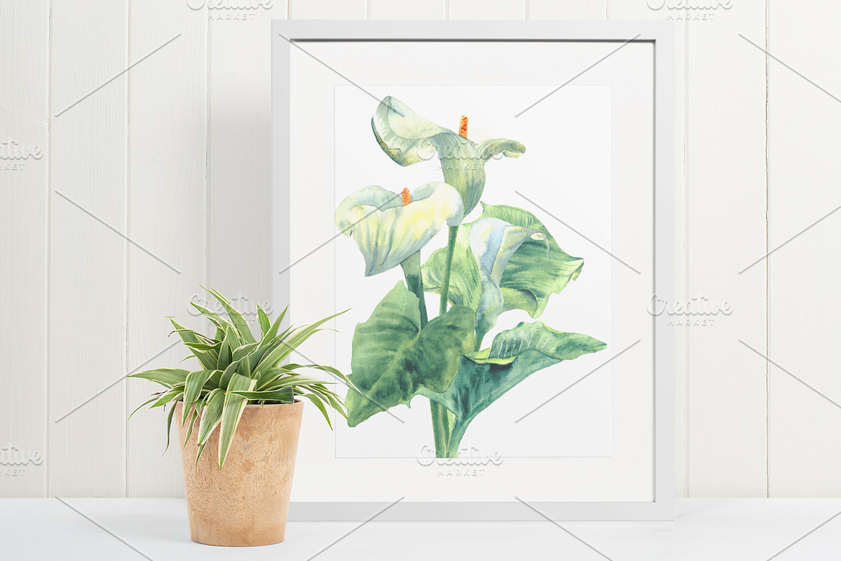 Calla Lily Watercolor, a Decorative Illustration by Sveta Aho
