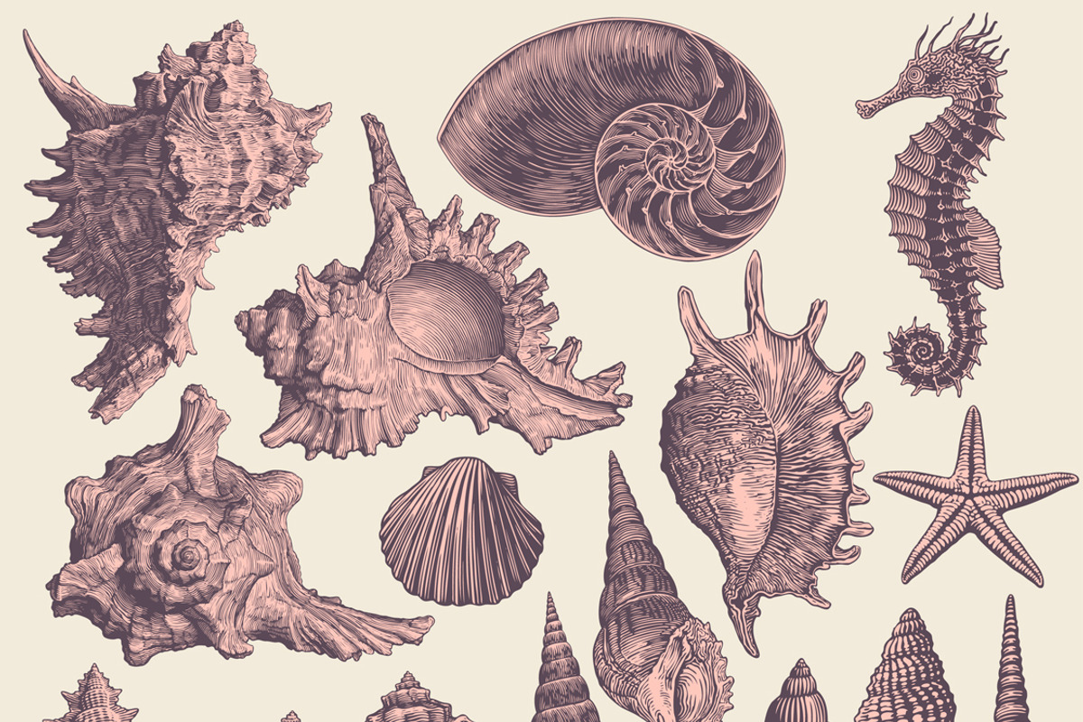 Set Seashells. Vector engraving., an Animal Illustration by Vector ...